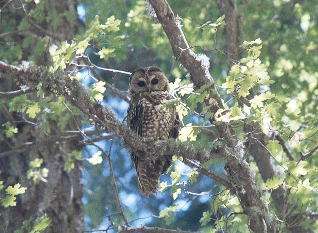 Colorado’s Owl Species – Colorado Virtual Library