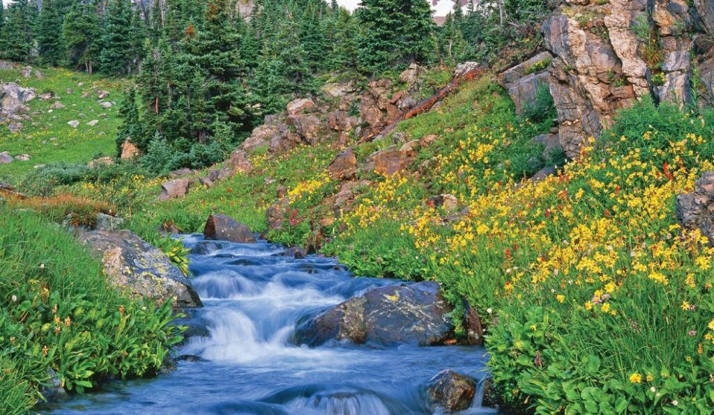 Identification and Conservation of Colorado’s Wetland Plants – Colorado ...