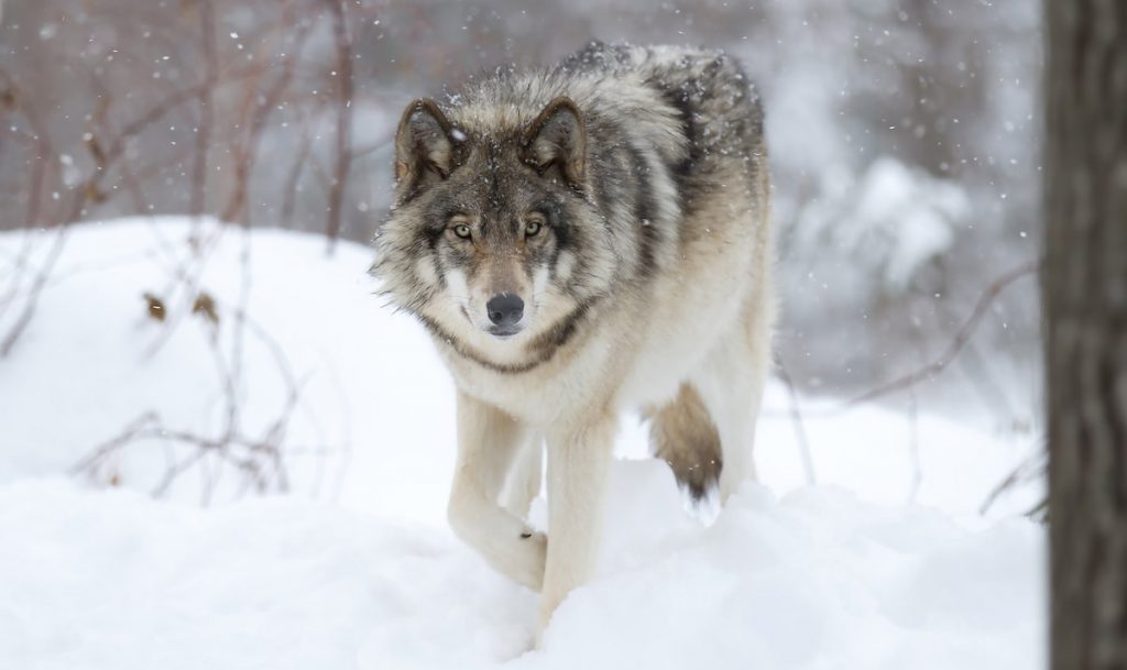 Wolves in Colorado – Colorado Virtual Library