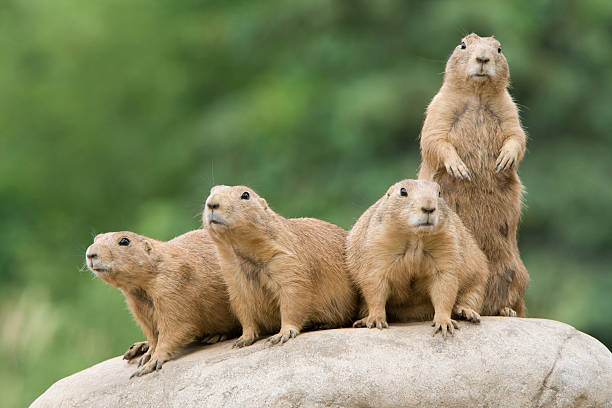 Prairie Dogs – Colorado Virtual Library
